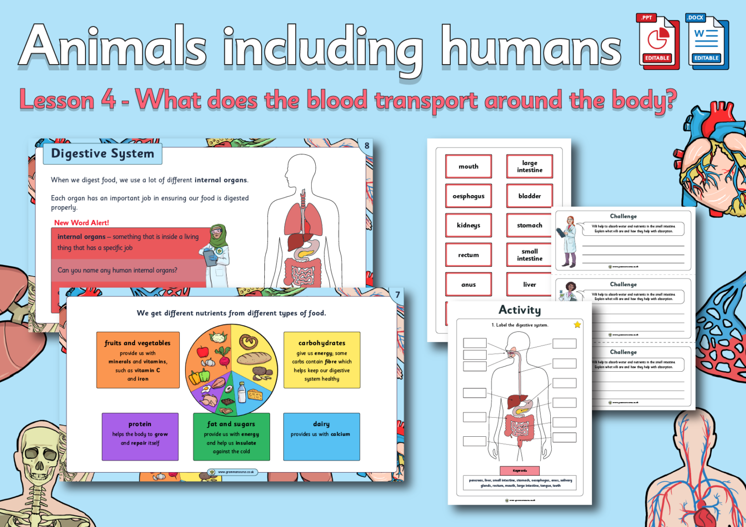 Year 6 Science - Animals including Humans – What does the blood ...