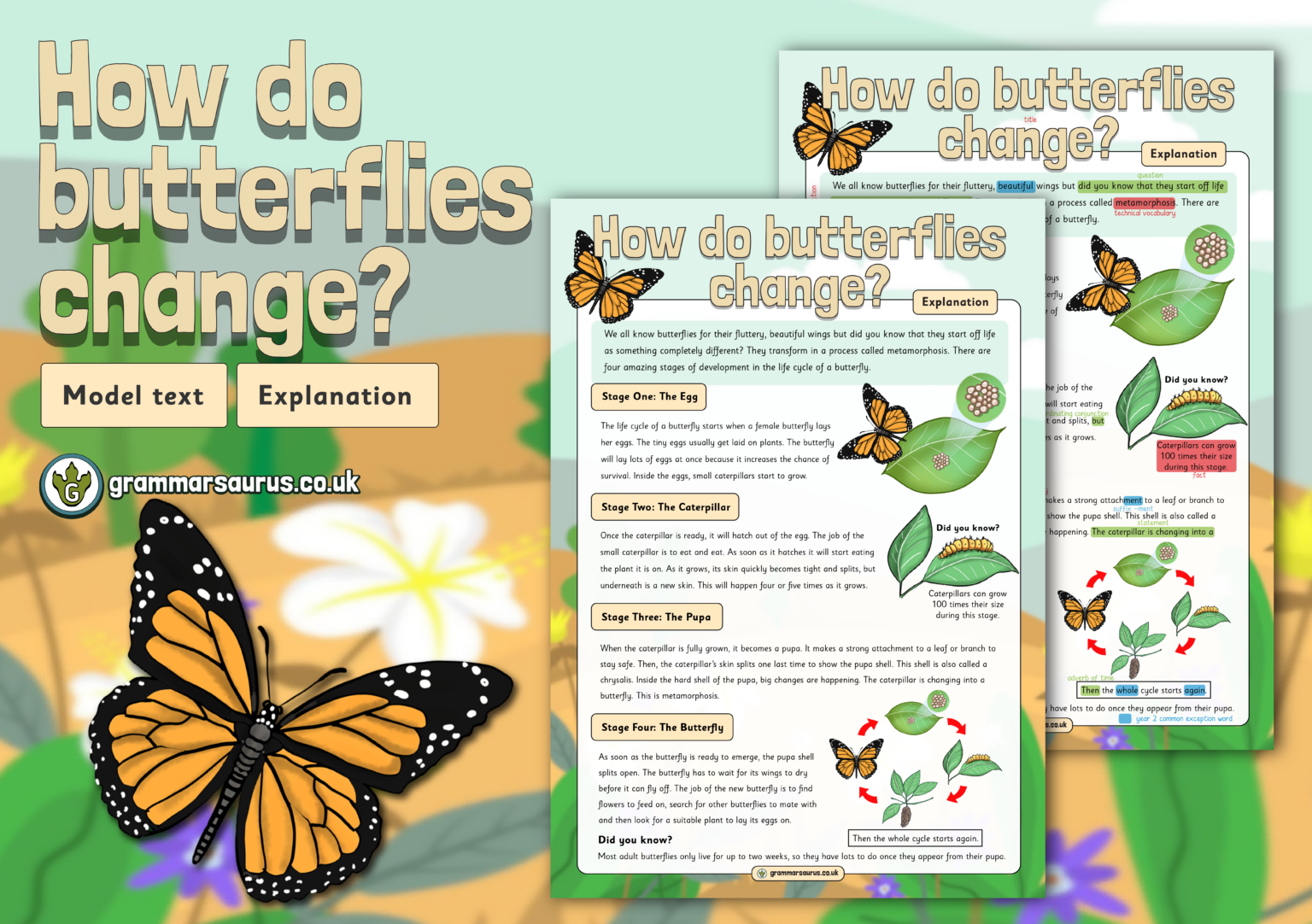 Year 2 Model Text – Explanation – How do butterflies change ...