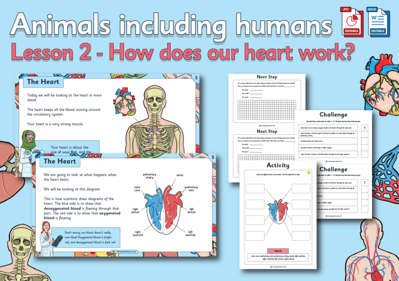 Year 6 Science - Animals including Humans – How does our heart work ...