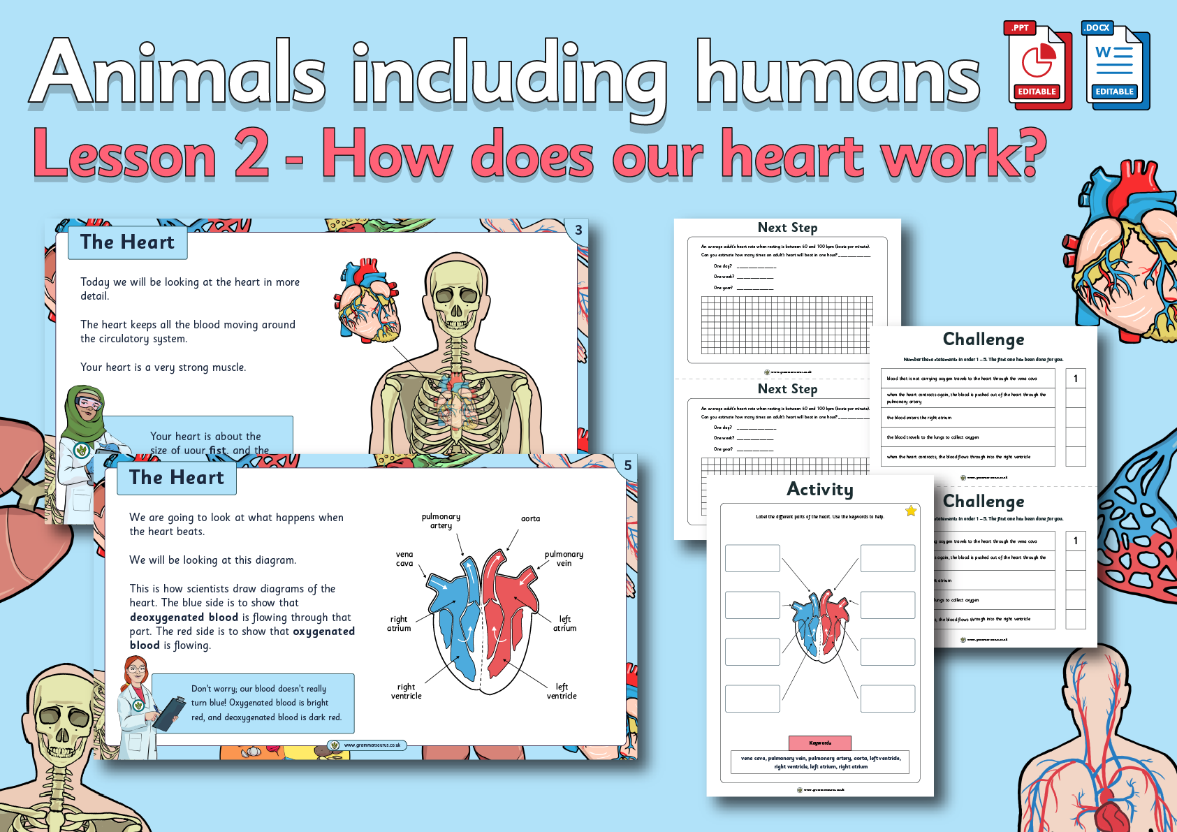 Year 6 Science - Animals including Humans – How does our heart work ...