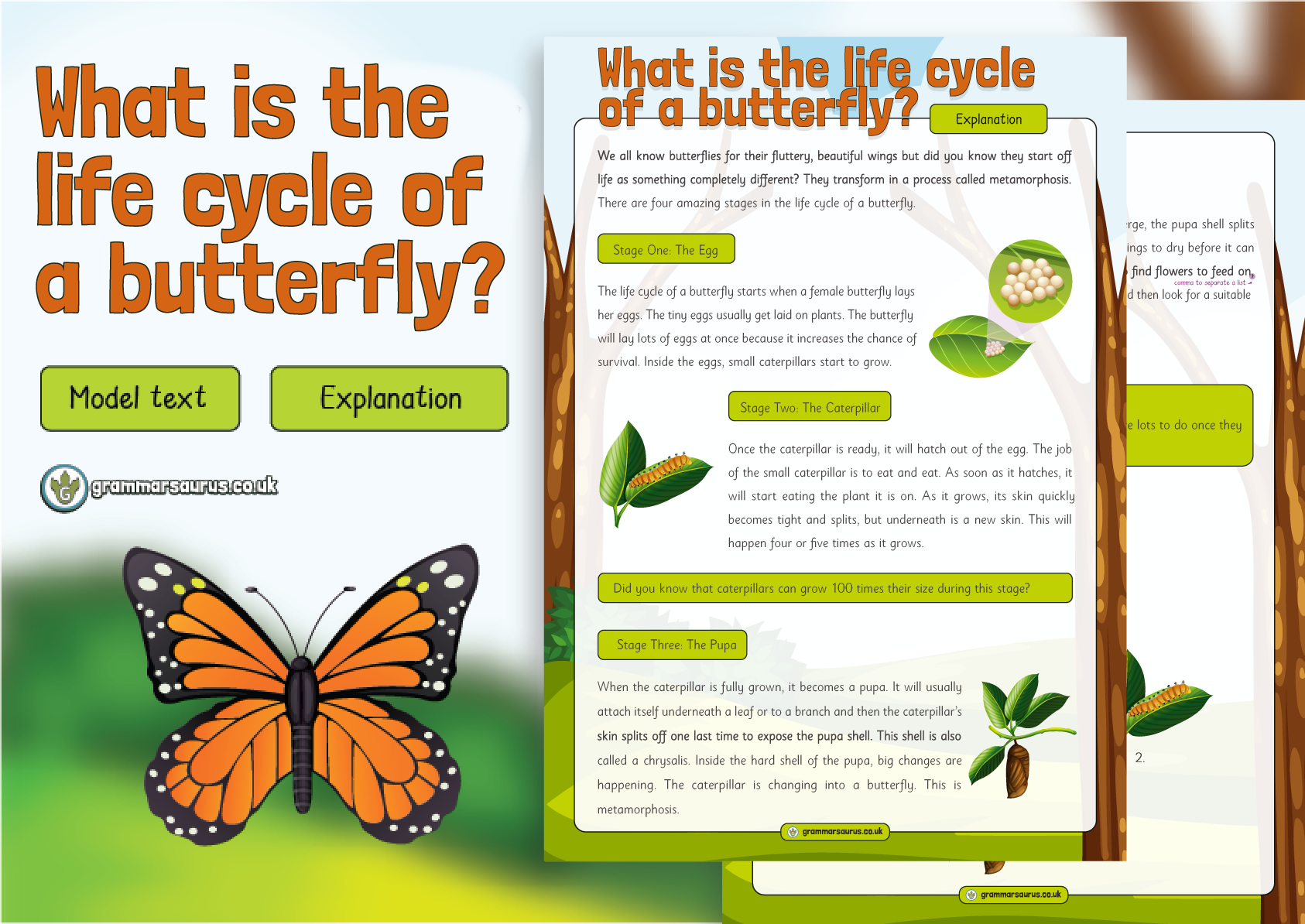 Year 2 Model Text – Explanation – Life Cycle of a Butterfly ( gbsct P2 ...