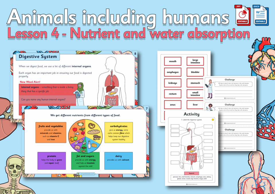 Year 6 Science - Animals including Humans – Nutrient and Water ...