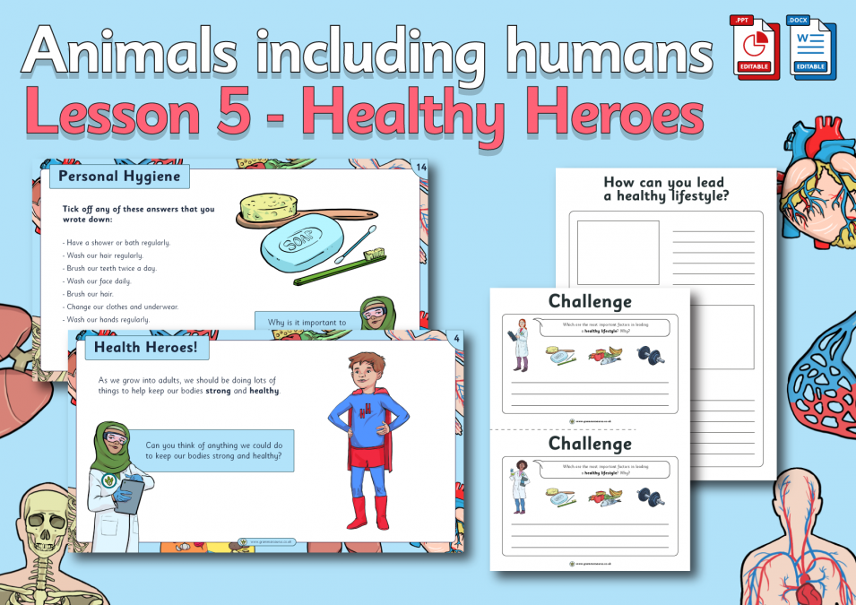 Year 6 Animals including Humans - Grammarsaurus