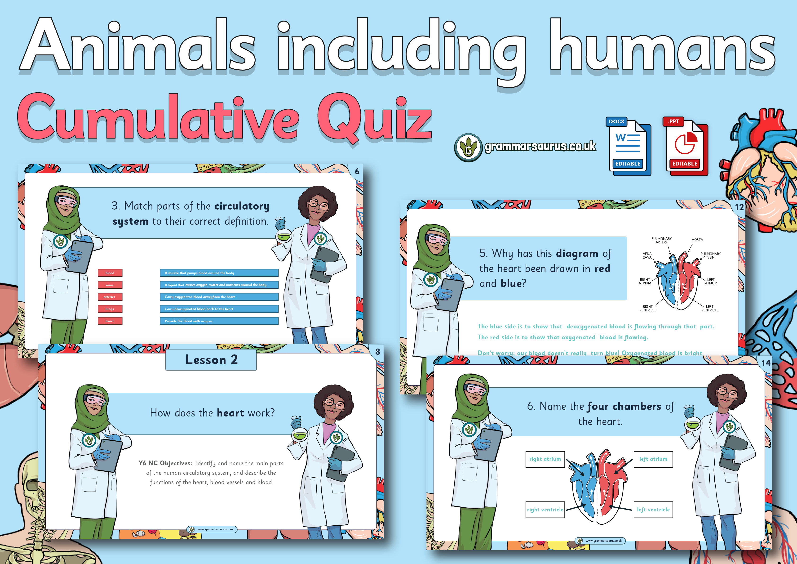 Year 6 Science – Animals including humans – Cumulative Quiz - Grammarsaurus