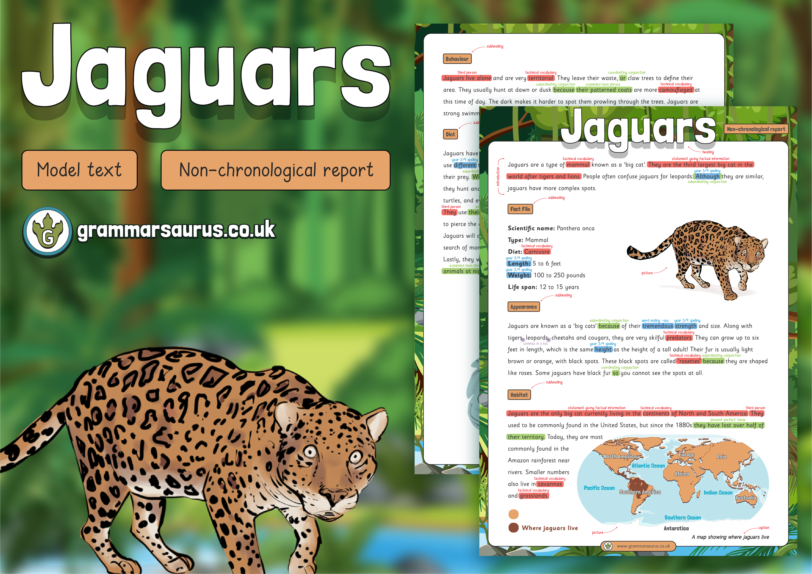 Year 3 Model Text - Non-chronological report - Jaguars - Grammarsaurus