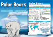 Year 1 Model Text - Non-chronological report - Polar Bears - Grammarsaurus