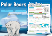 Year 2 Model Text - Non-chronological report - Polar Bears - Grammarsaurus