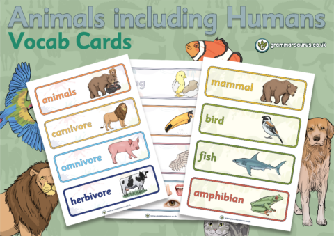 Year 1 Science - Animals including Humans - Vocab Cards - Grammarsaurus