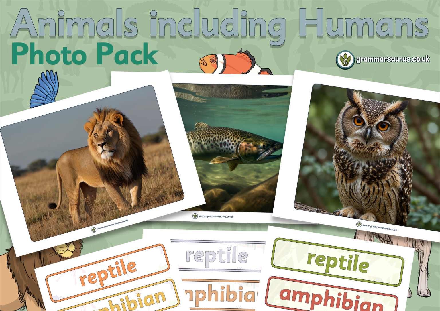 Year 1 Science - Animals including Humans - Photo Pack - Grammarsaurus