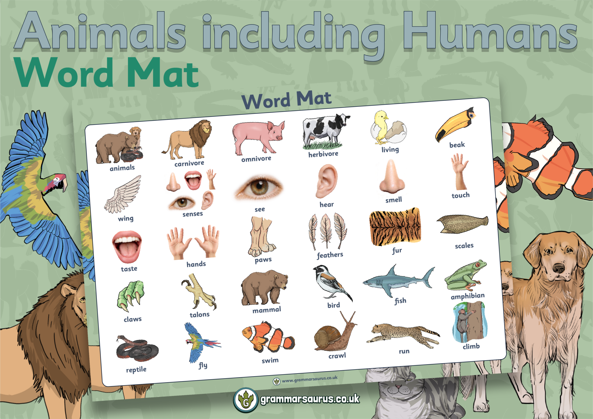 Year 1 Science - Animals including Humans - Word Mat - Grammarsaurus