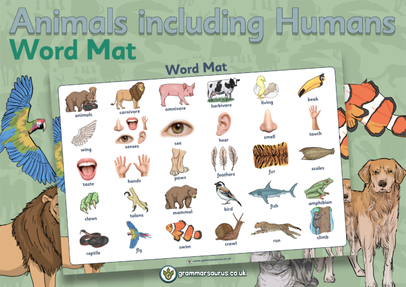 Year 1 Science - Animals including Humans - Word Mat - Grammarsaurus