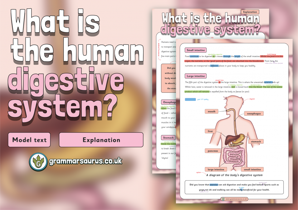 Year 4 Model Text - Explanation - What is the human digestive system ...