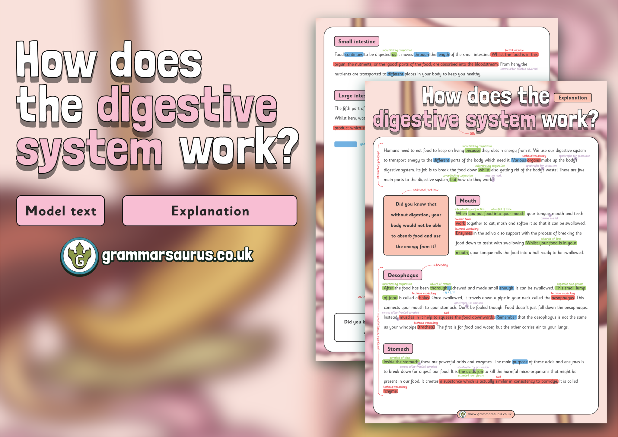 Year 4 Model Text - Explanation - How does the digestive system work ...
