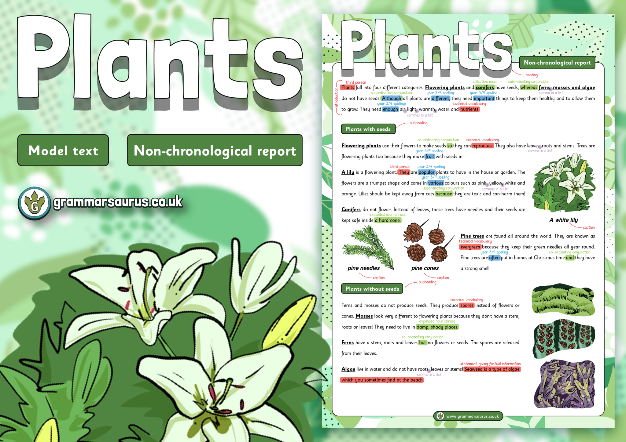 Year 3 Model Text - Non-chronological report - Plants - Grammarsaurus