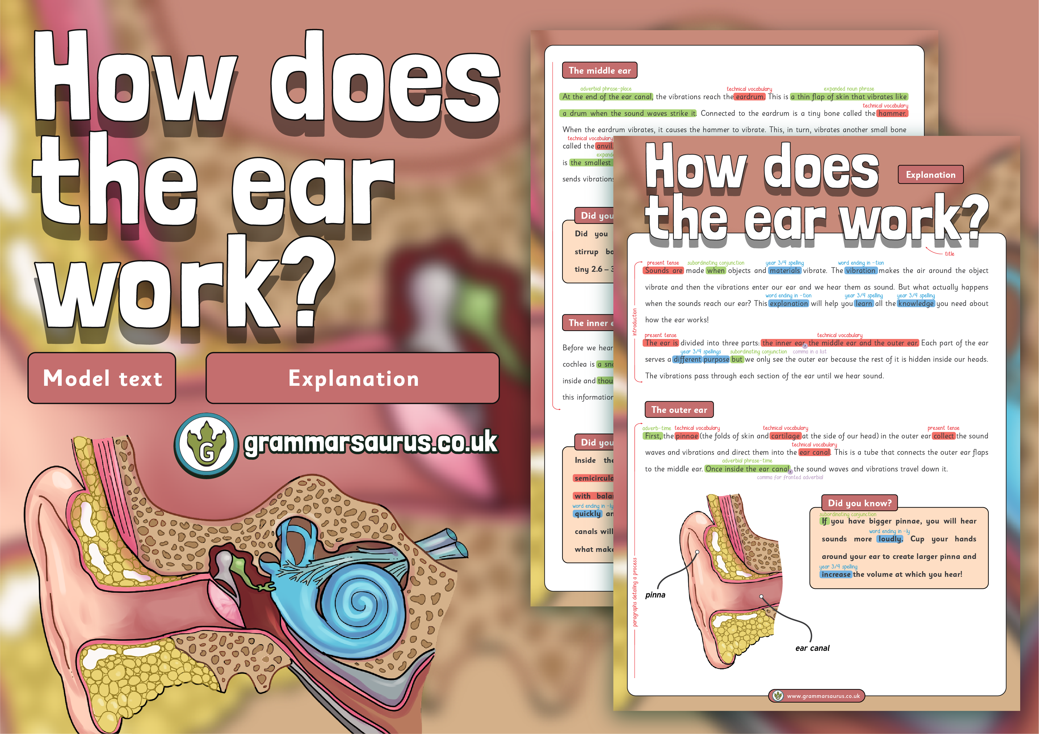 Year 4 Model Text – Explanation - How does the ear work? - Grammarsaurus