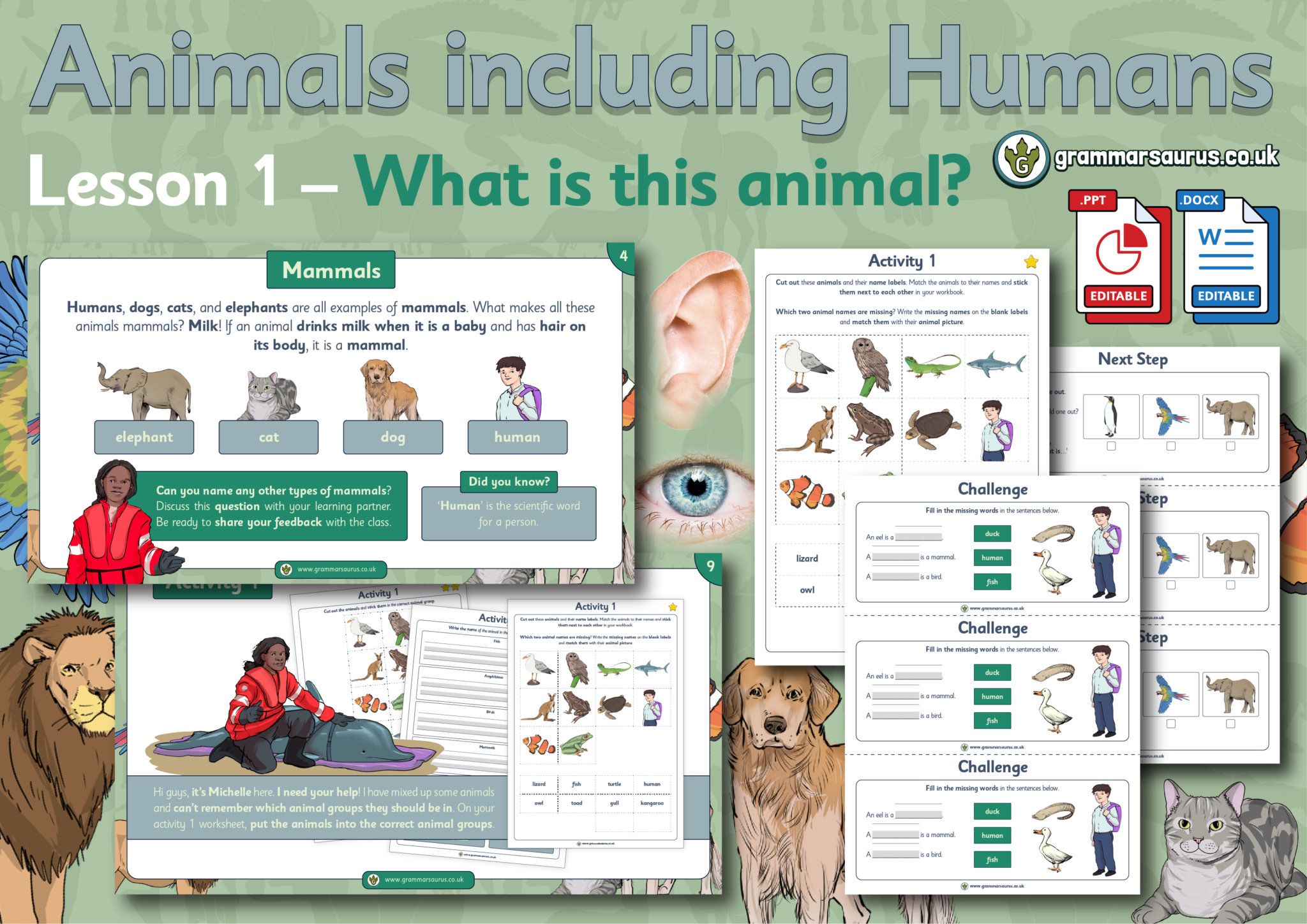 Year 1 Science - Animals including Humans - What is this animal? Lesson ...