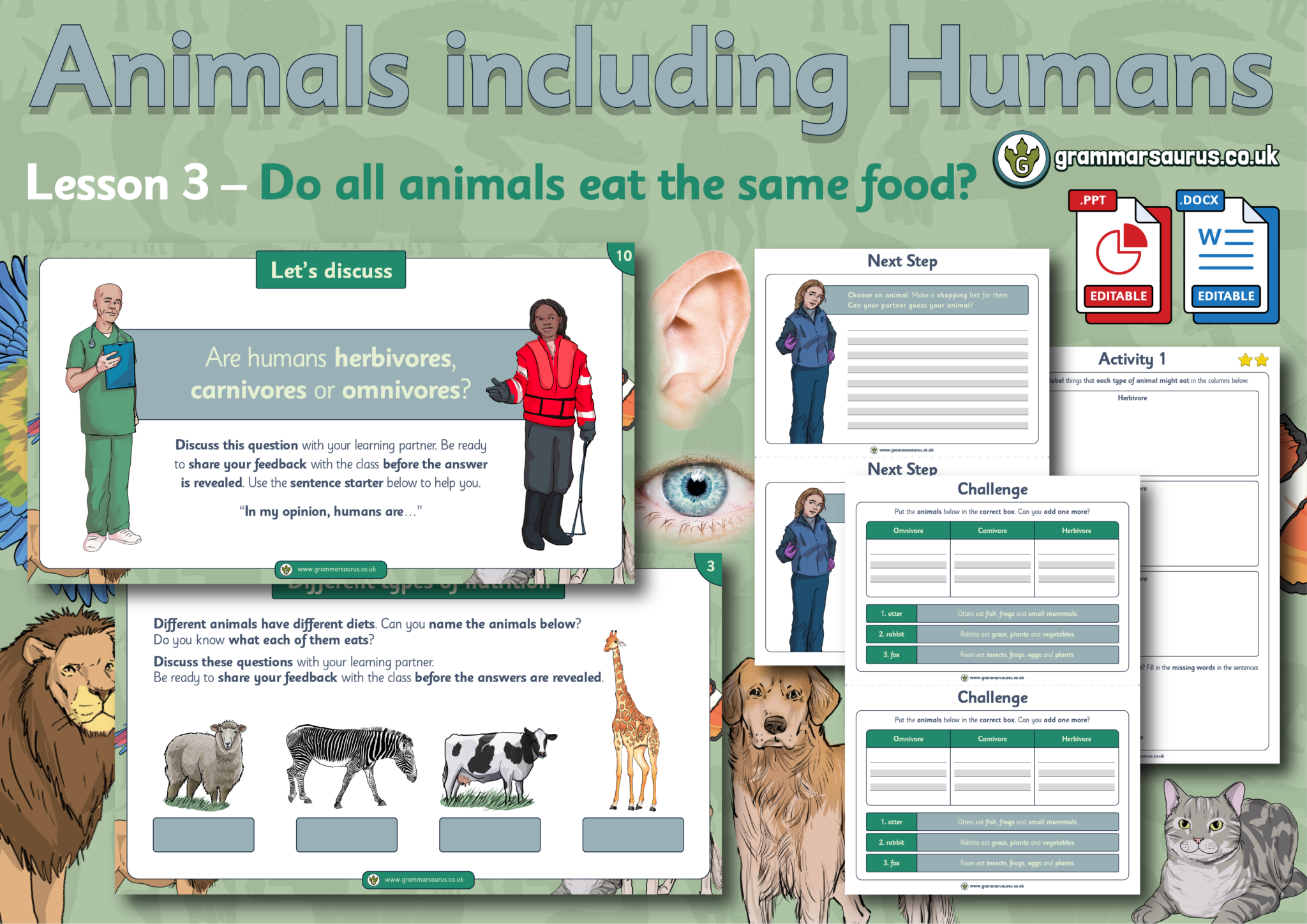 Year 1 Science - Animals including Humans - Do all animals eat the same ...