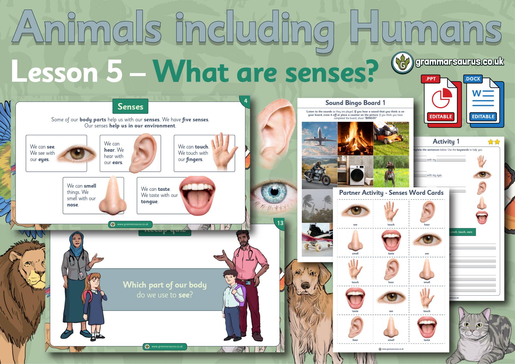 Year 1 Science - Animals including Humans - What are senses? Lesson 5 ...