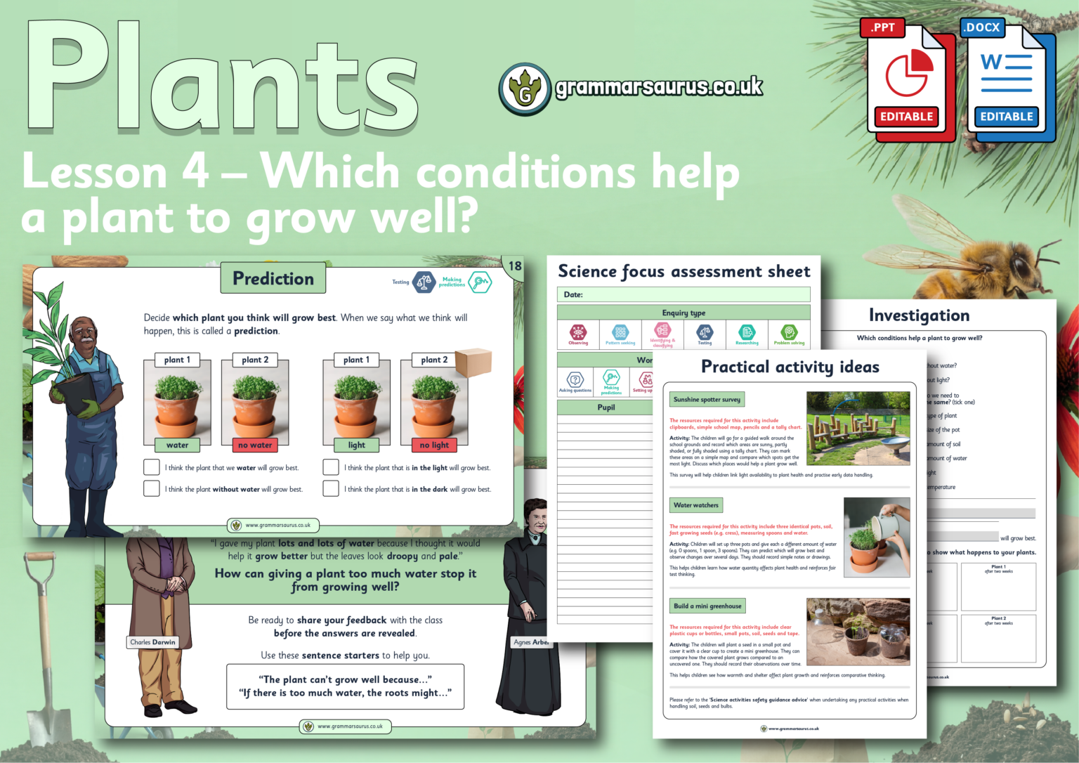 Year 2 Science - Plants - Which conditions help a plant to grow well ...