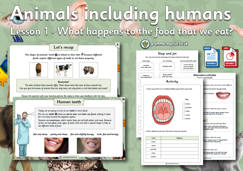 Year 4 Science - Animals Including Humans - What happens to the food ...