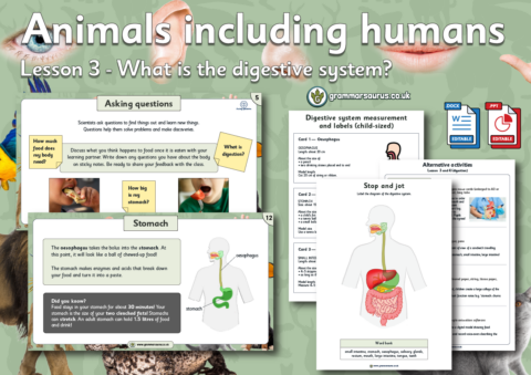 Year 4 Science - Animals including Humans - What is the digestive ...