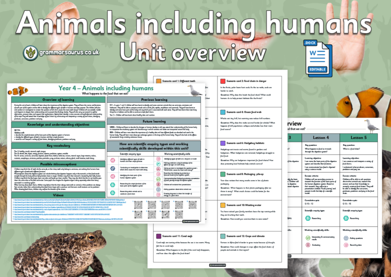 Year 4 Science - Animals including humans - Unit overview - Grammarsaurus