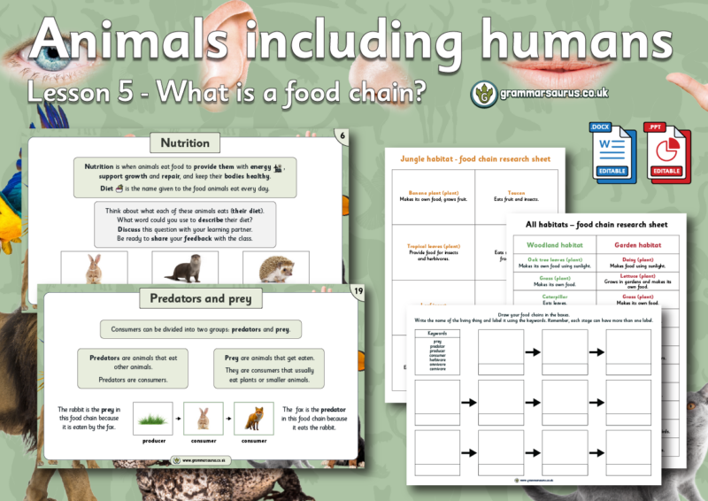 Year 4 Science - Animals including Humans - What is a food chain ...