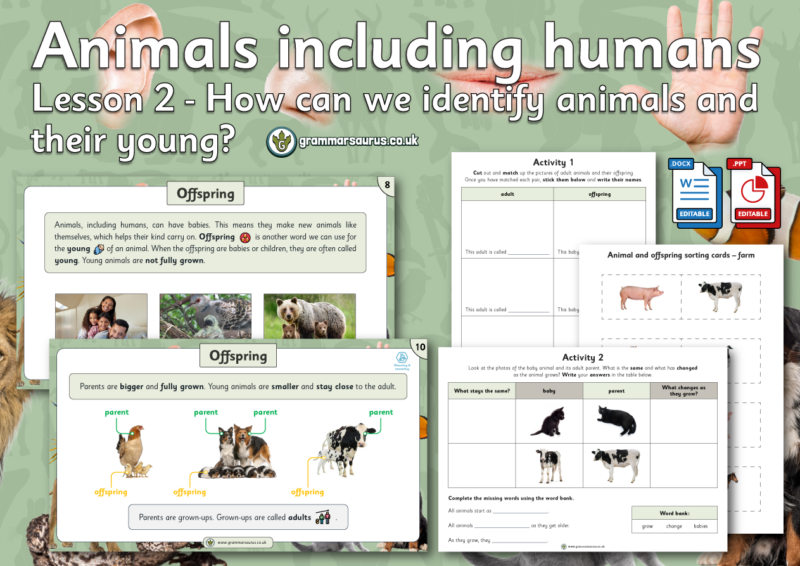Year 2 Science - Animals including humans - How can we identify animals ...