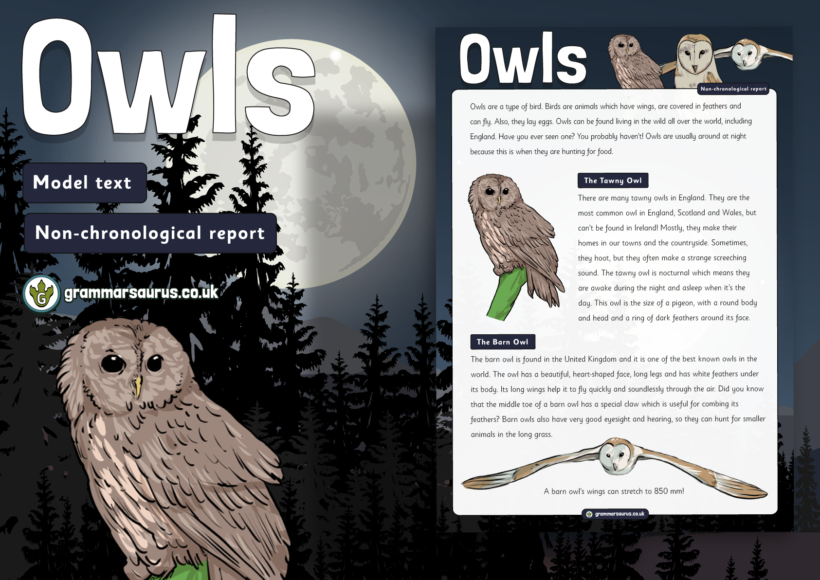 Year 2 Model Text - Non-chronological report - Owls - Grammarsaurus