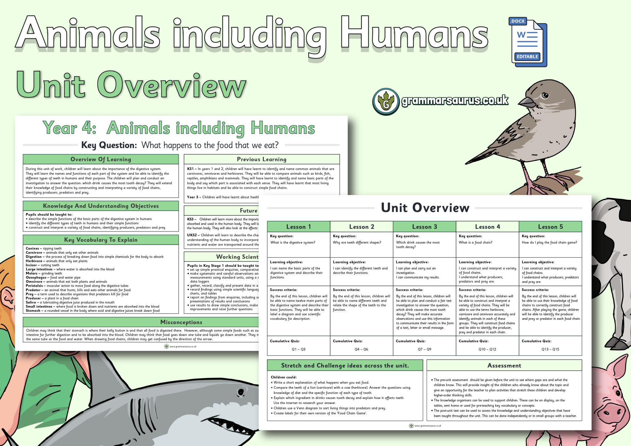Year 4 Science - Animals including Humans - Unit Overview - Grammarsaurus