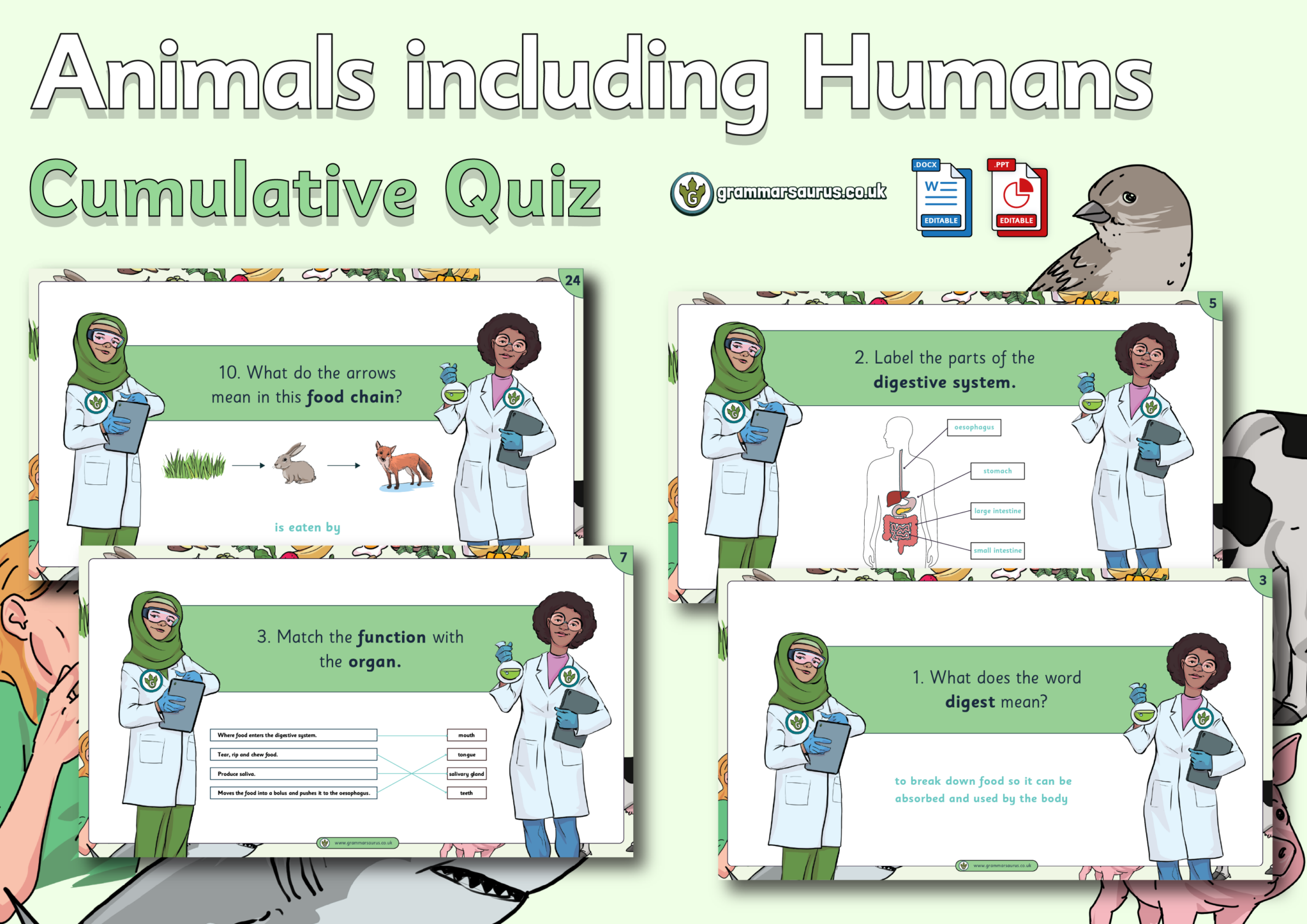 Year 4 Science- Animals including Humans - Cumulative Quiz - Grammarsaurus