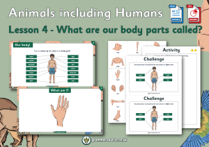 Year 1 Science - Animals including Humans - What are our body parts ...