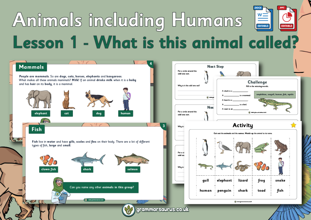 Year 1 Animals including Humans - Grammarsaurus