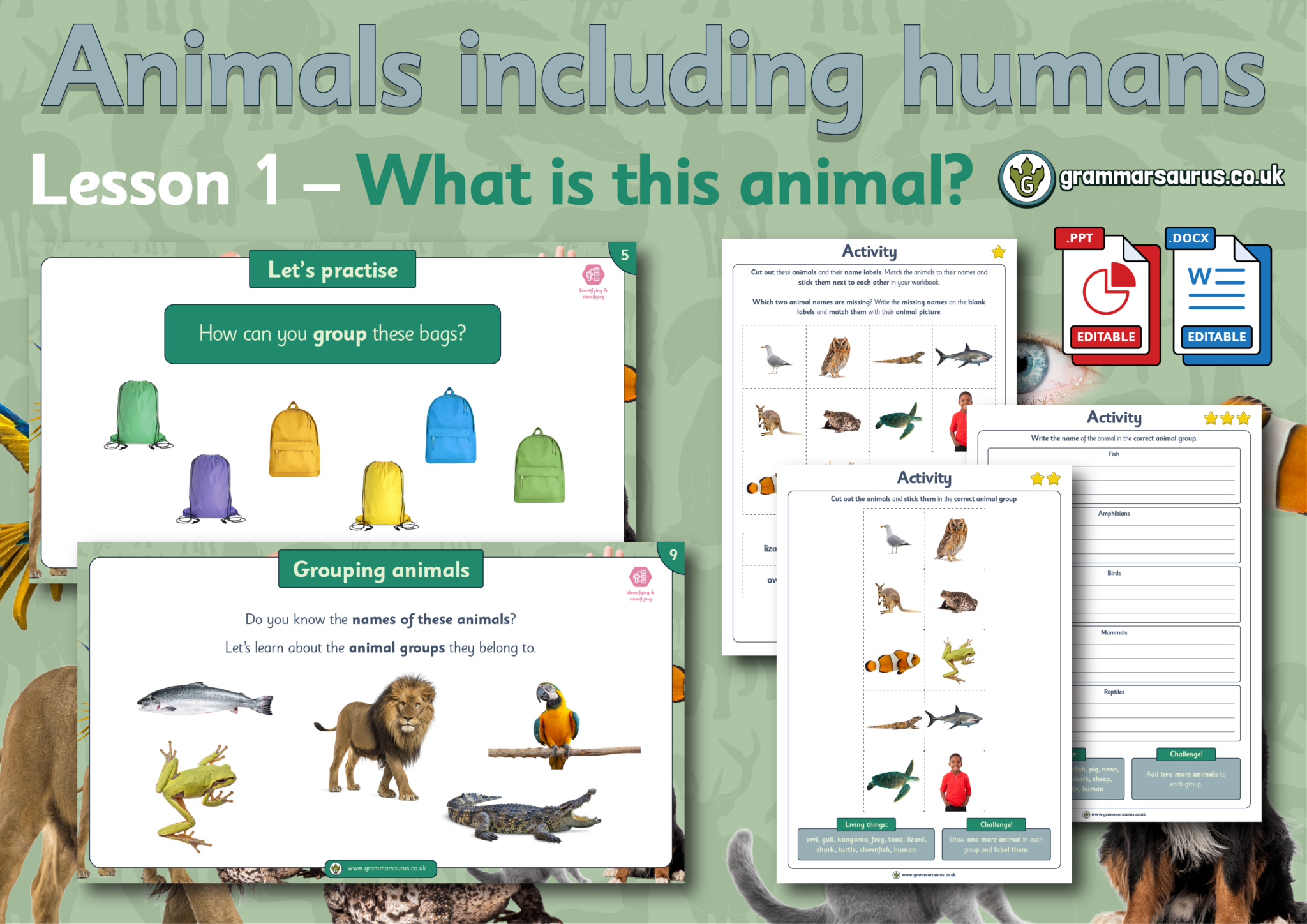 Year 1 Science - Animals including Humans - What is this animal? Lesson ...