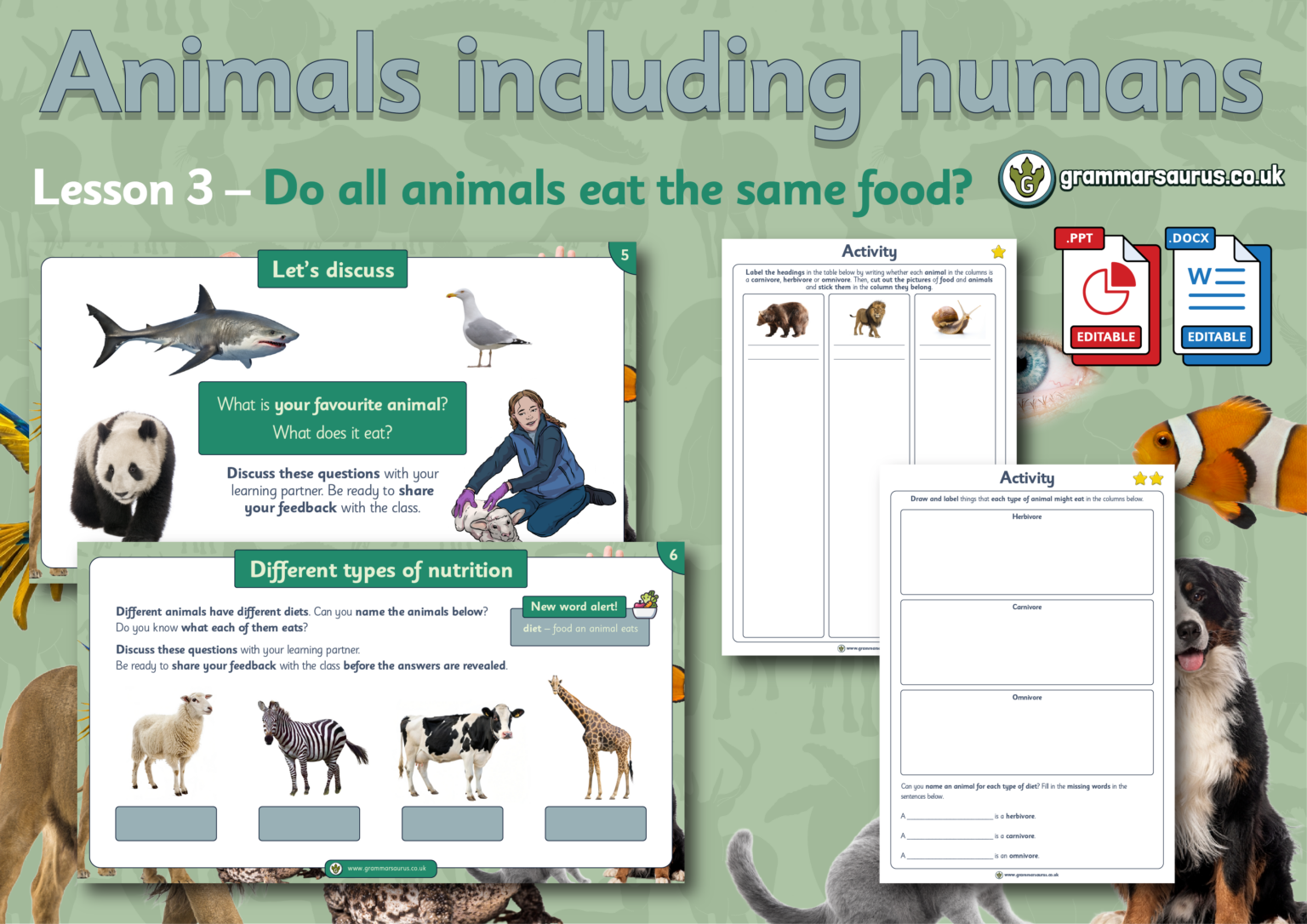 Year 1 Science - Animals including Humans - Do all animals eat the same ...