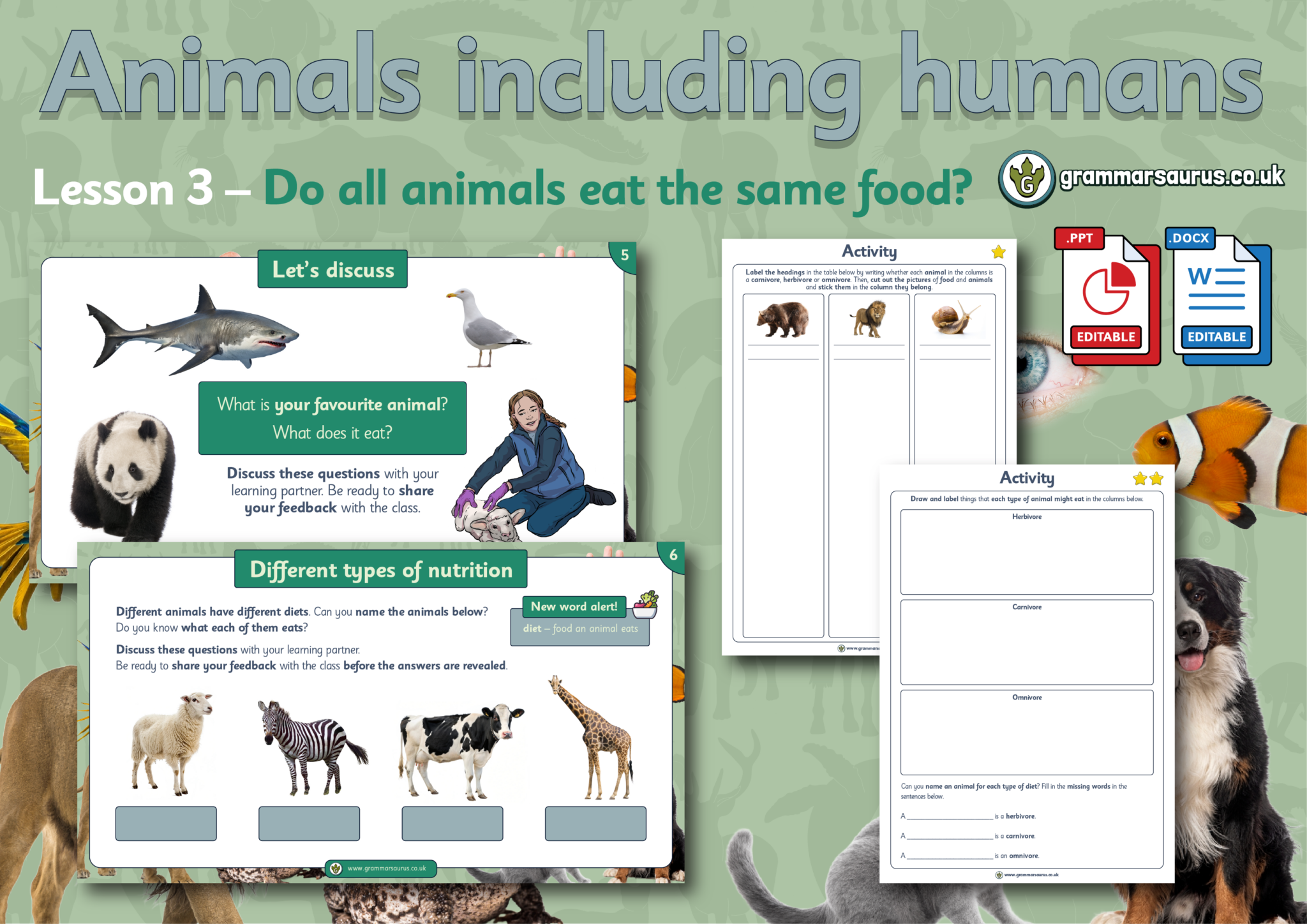 Year 1 Science - Animals including Humans - Do all animals eat the same ...
