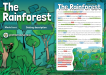 Year 3 Model Text - Setting description- The Rainforest - Grammarsaurus