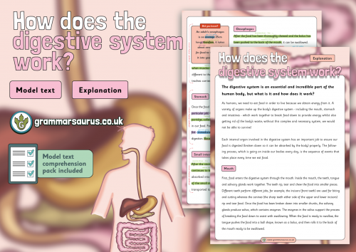 Year 6 Model Text – Explanation - How does the digestive system work ...