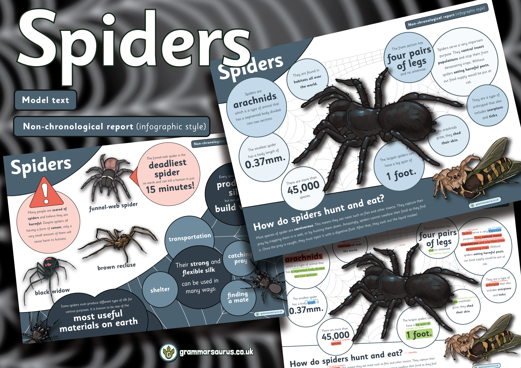 Year 4 Model Text – Non-chronological report – Spiders - Grammarsaurus