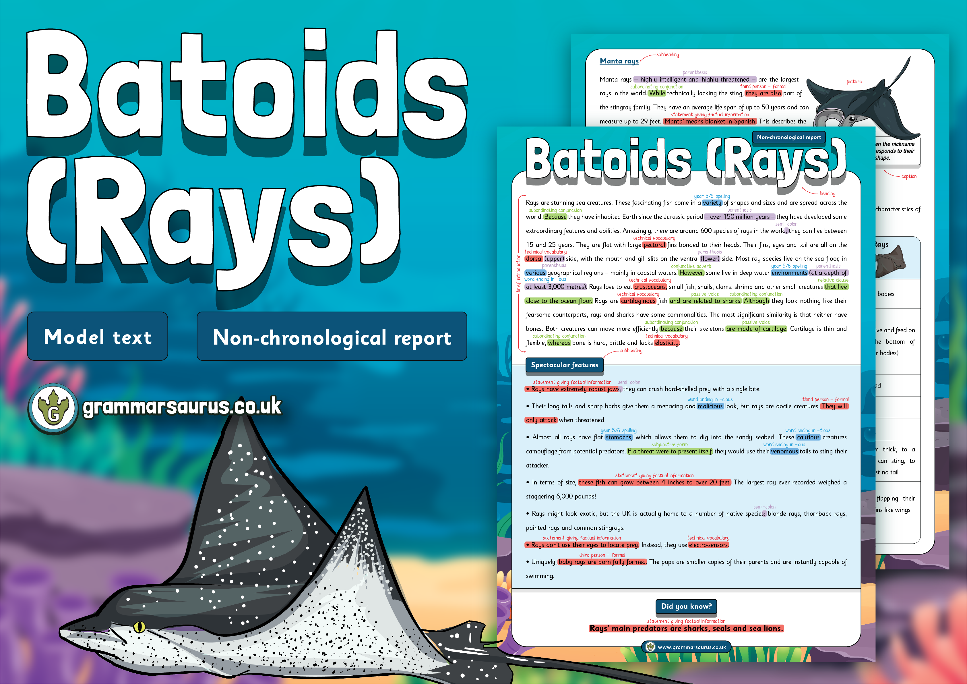 Year 6 Model Text - Non-chronological Report - Batoids (Rays ...
