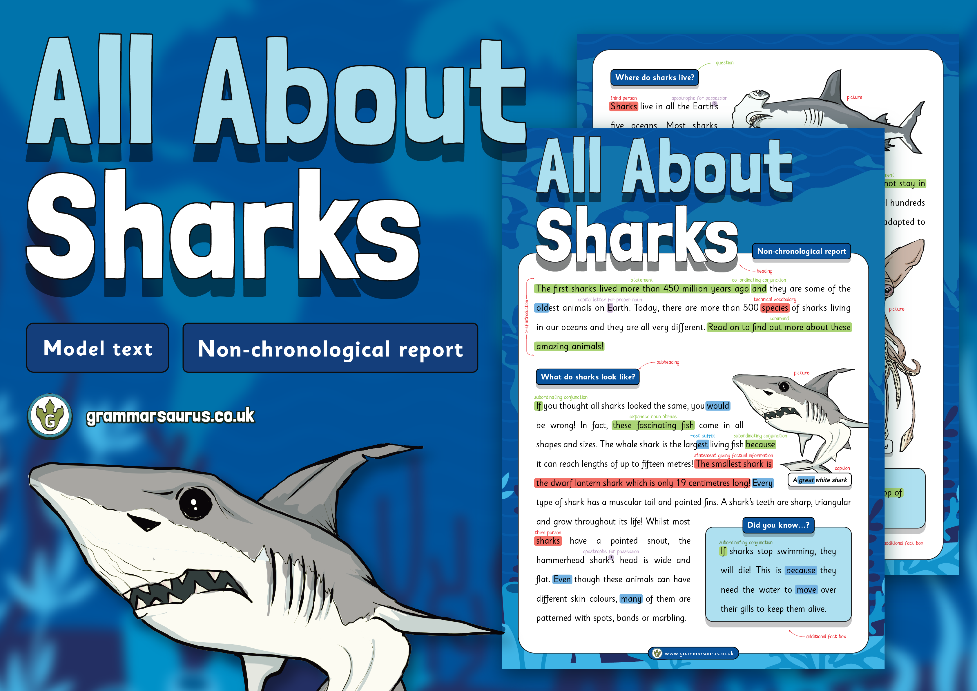 Year 2 Model Text – Non-chronological report – All about sharks ...
