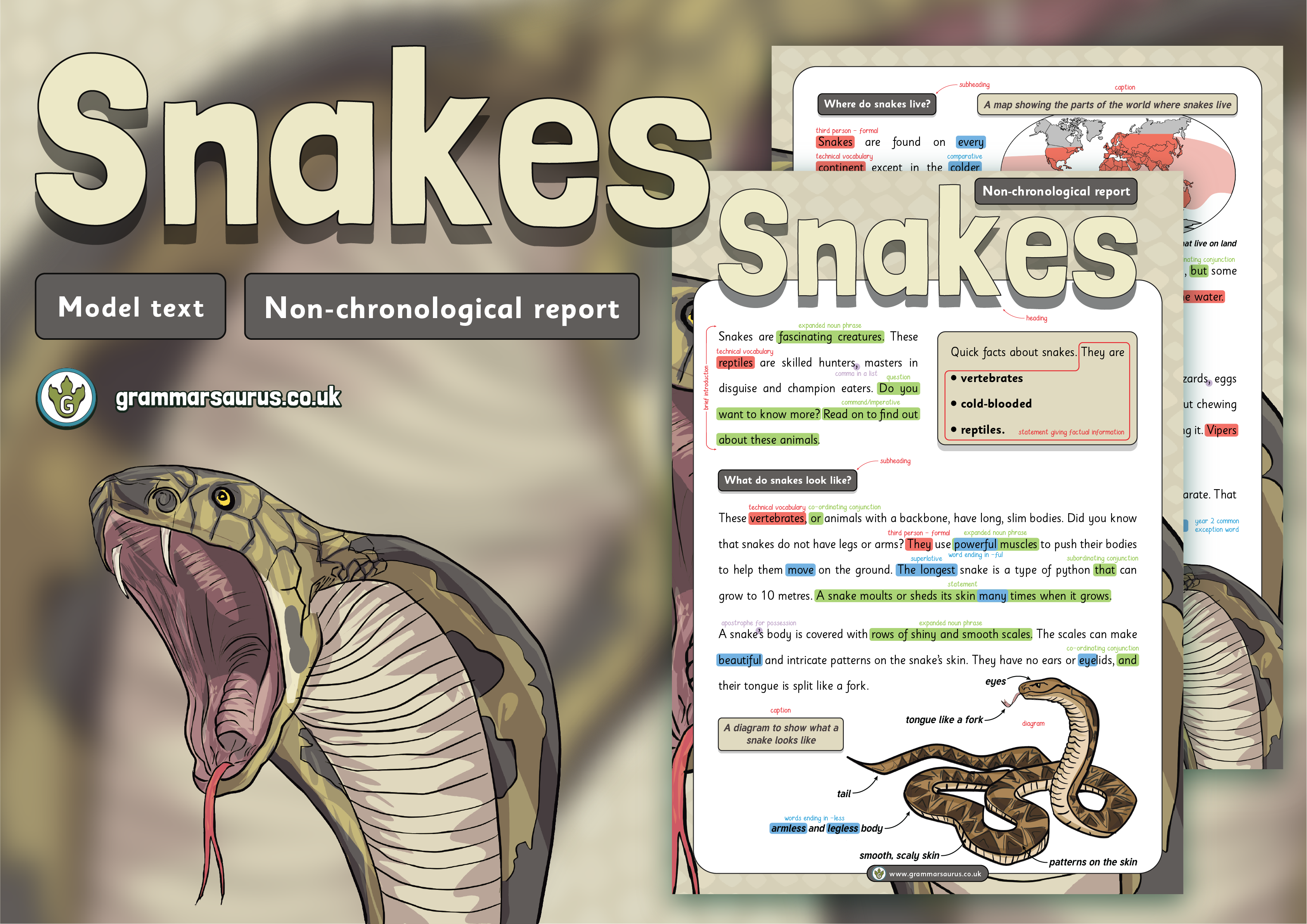 Year 2 Model Text – Non-chronological report – Snakes - Grammarsaurus
