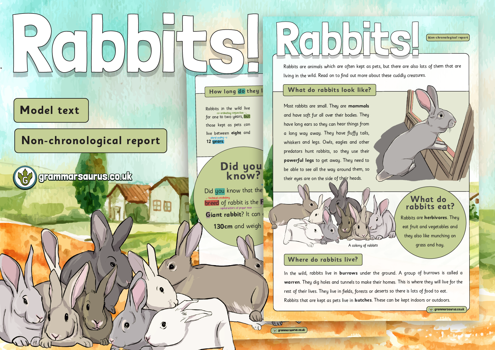 Year 1 Model Text – Non-chronological report – Rabbits! - Grammarsaurus