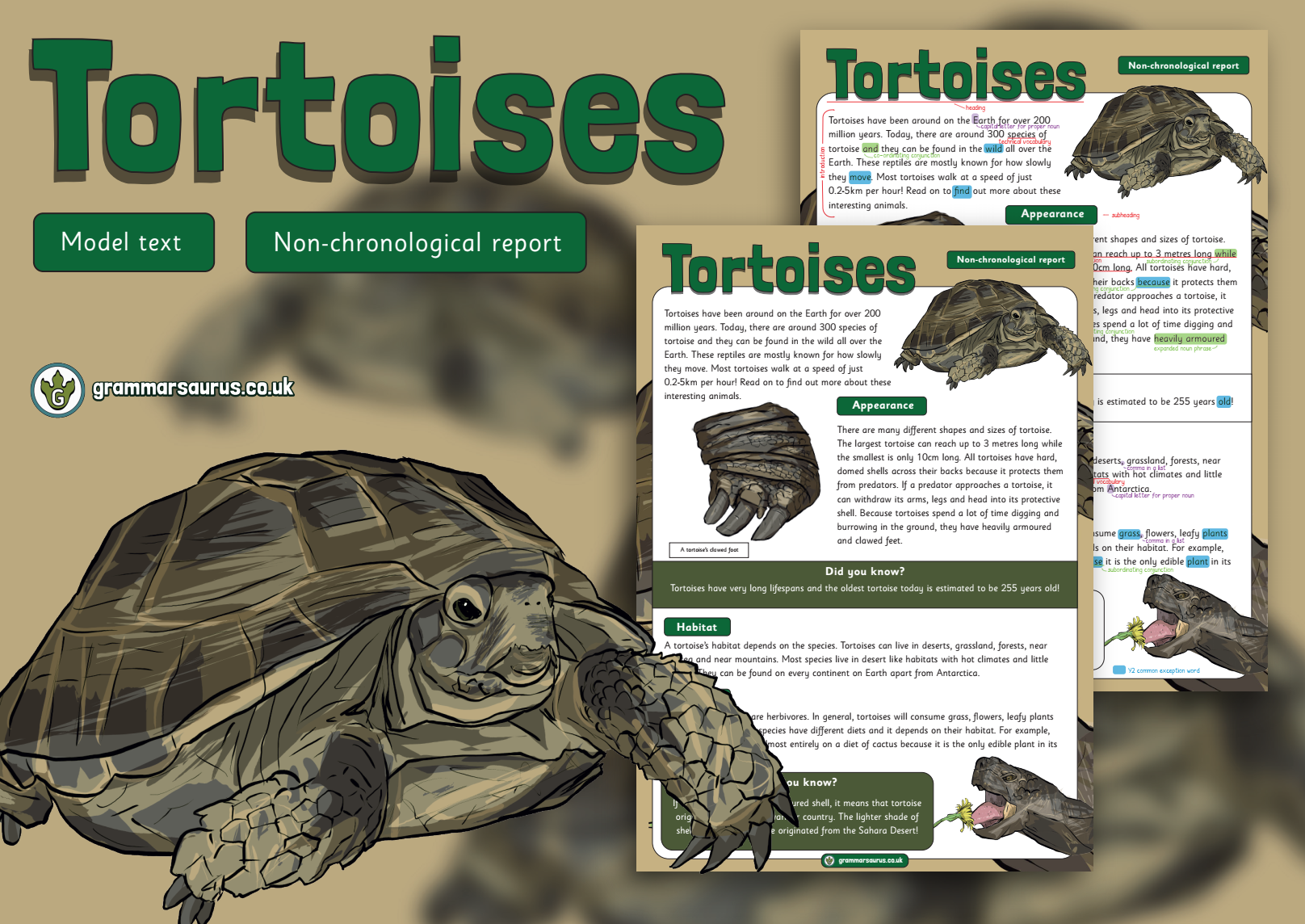 Year 2 Model Text – Non-chronological report – Tortoises - Grammarsaurus