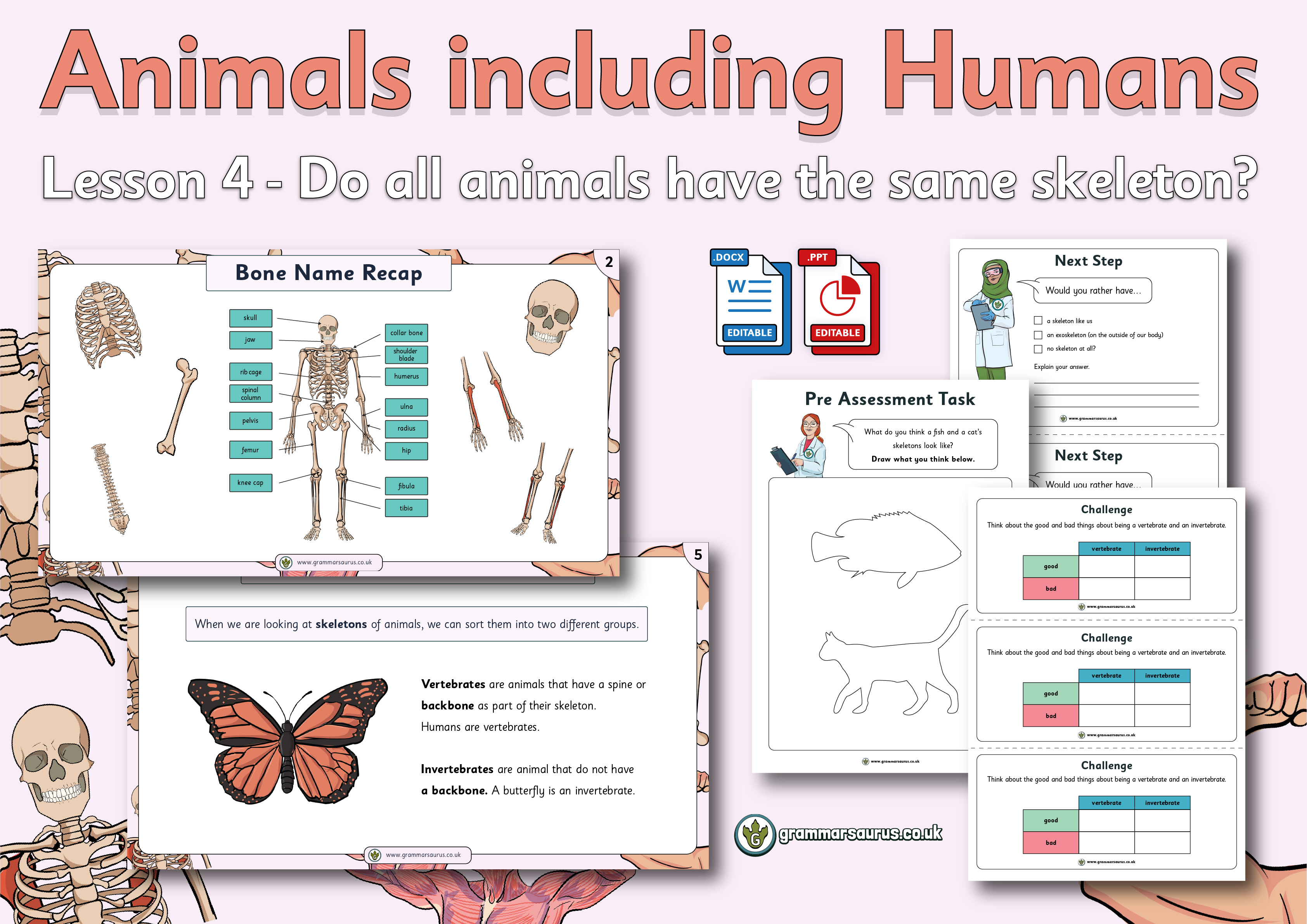 Year 3 Science - Animals including Humans - Do all animals have the ...