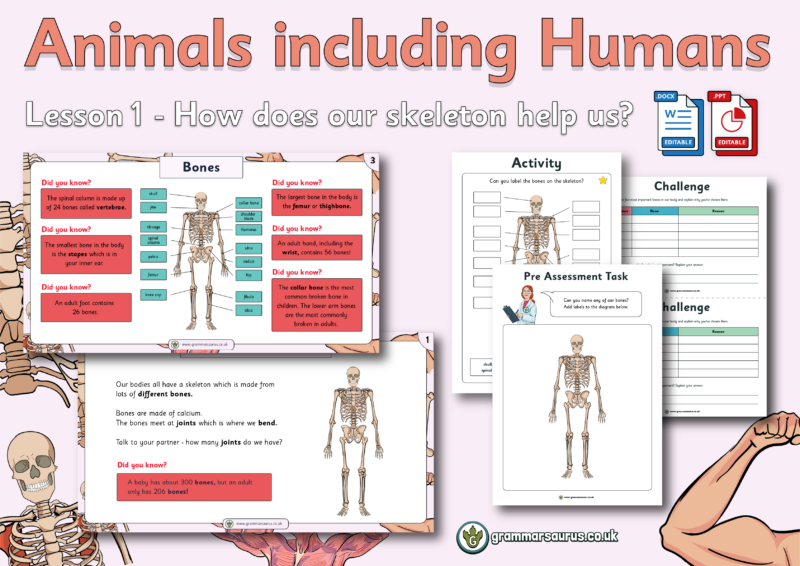Year 3 Science - Animals including Humans - How does our skeleton help ...