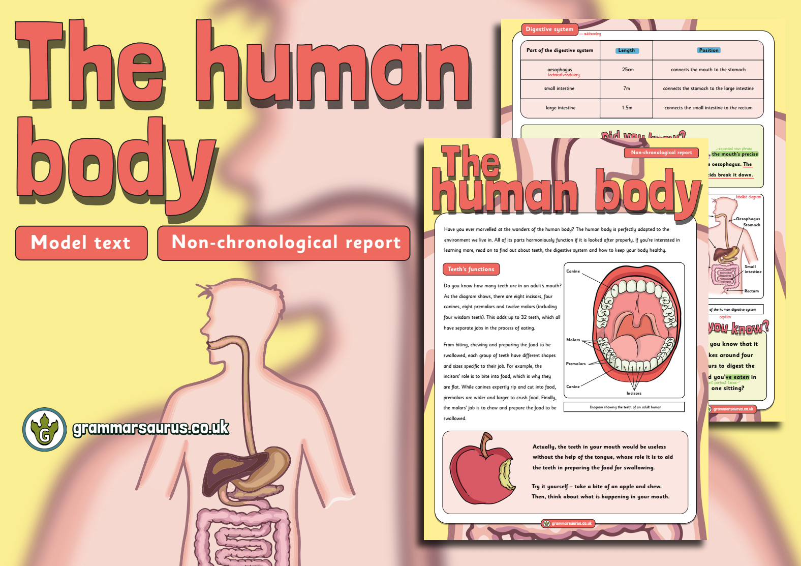 Year 4 Model Text – Non-chronological report – The Human Body ...