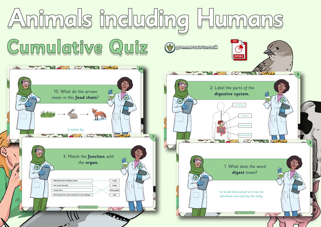 Year 4 Science- Animals including Humans - Cumulative Quiz - Grammarsaurus