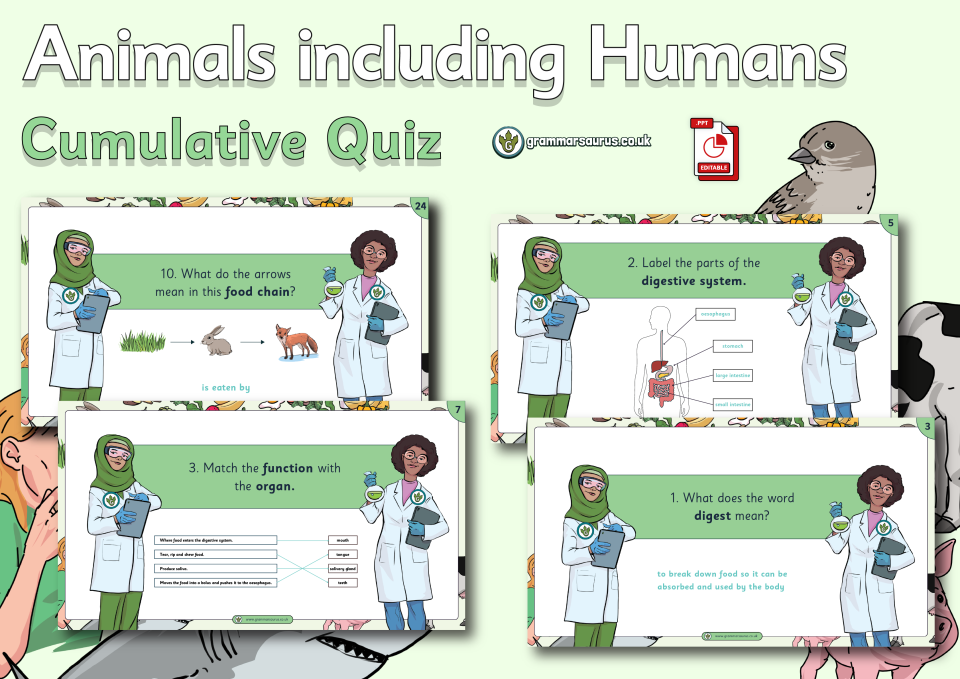 Year 4 Science- Animals including Humans - Cumulative Quiz - Grammarsaurus