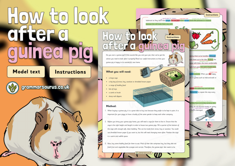 Year 3 Model Text – Instructions – How to look after a guinea pig ...